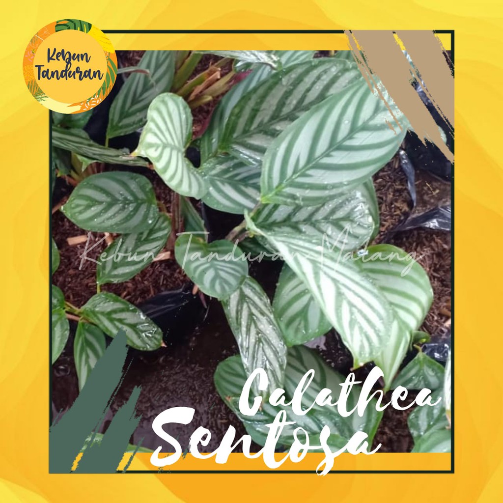 Jual Tanaman hias hidup Calatea setosa / calathea / ctenanthe sentosa ...