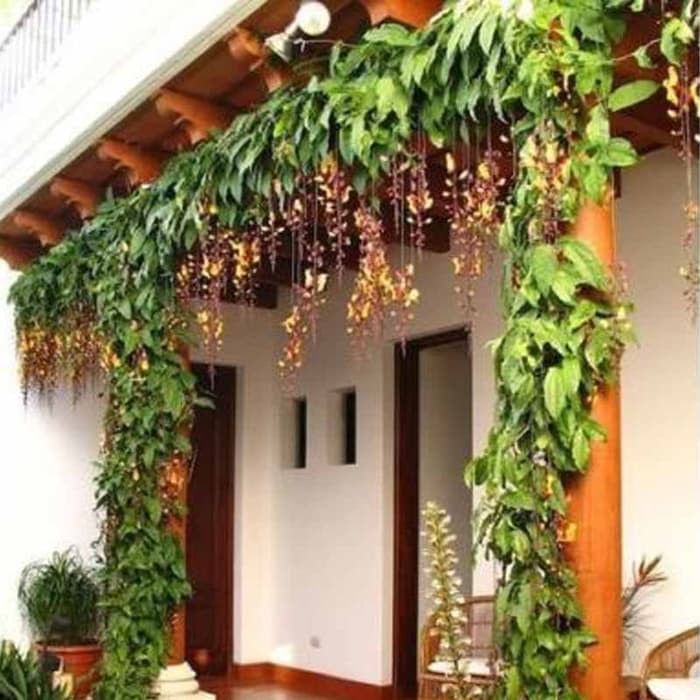 Jual Tanaman Flame Irian Coklat | Shopee Indonesia