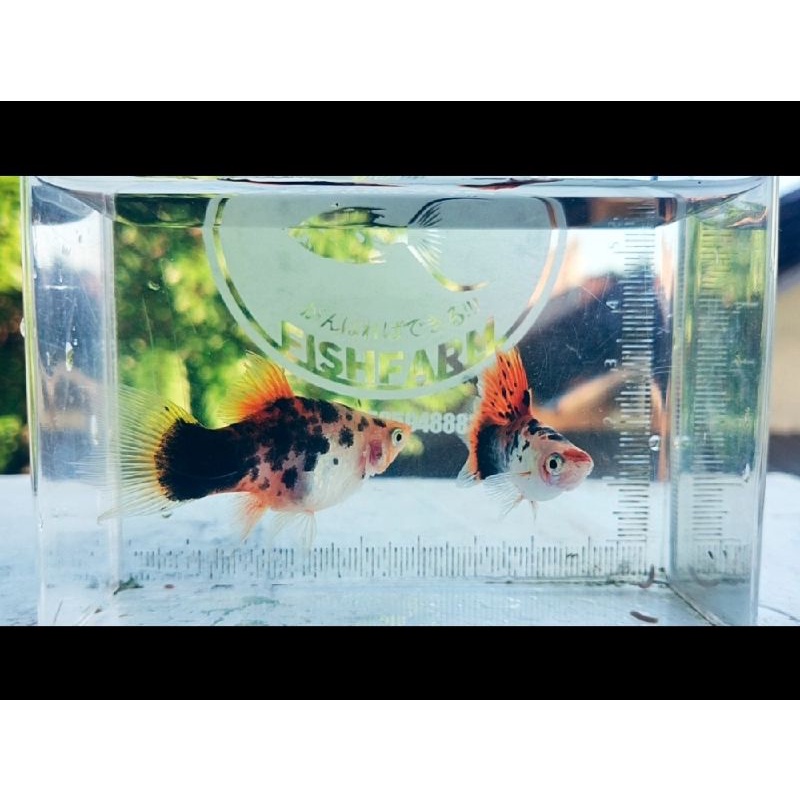 Jual Maculatus Pandora / Calico Hifin | Shopee Indonesia