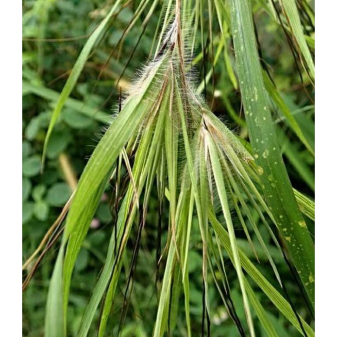 Jual Rumput Merakan Rumput Bulu Perindu atau Rumput bujang Fress 500 ...