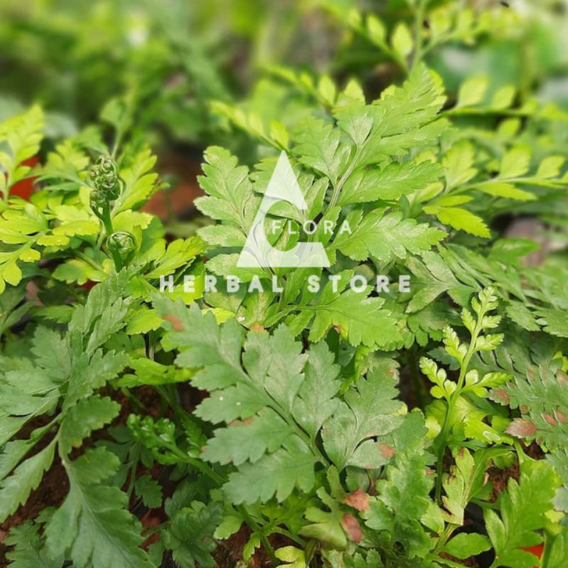 Jual Pakis batik jawa I tanaman hias pakis batik jawa I hiasan taman ...