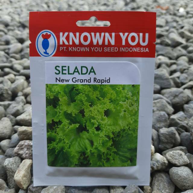 Jual benih sayur selada Lettuce hijau NEW GRAND RAPID (5gr) Known You seed | Shopee Indonesia