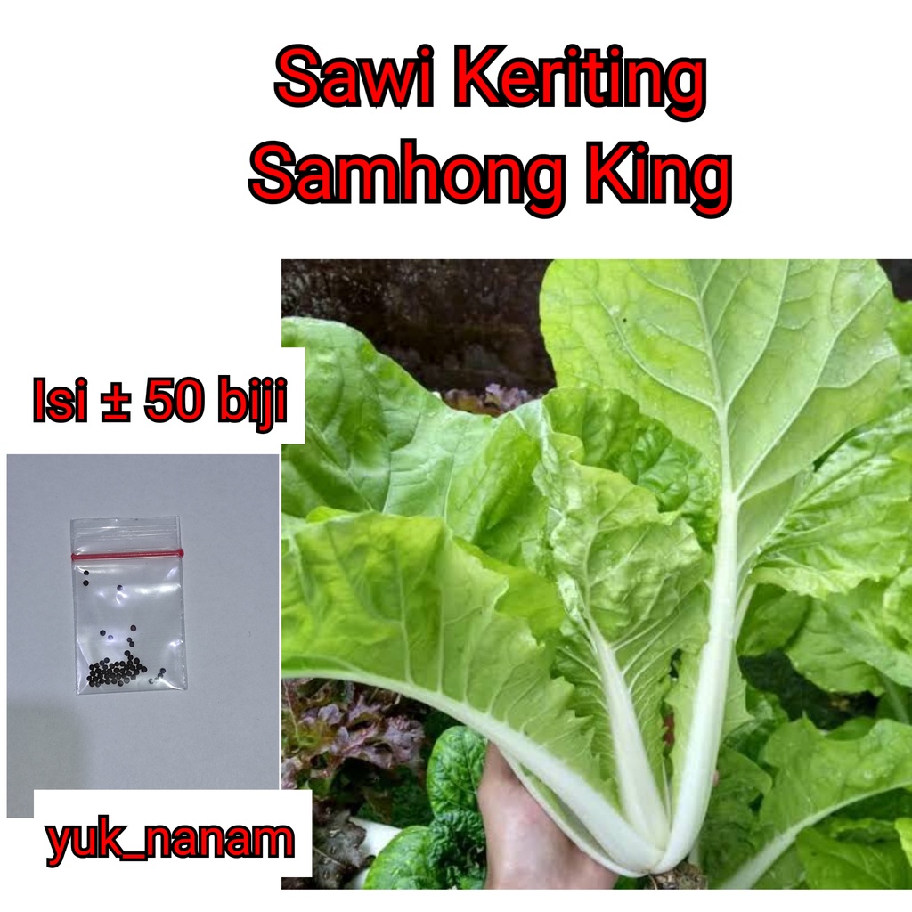 Jual 50 Benih Sawi Samhong King Keriting F1 Hibrida Sayuran - Bibit ...