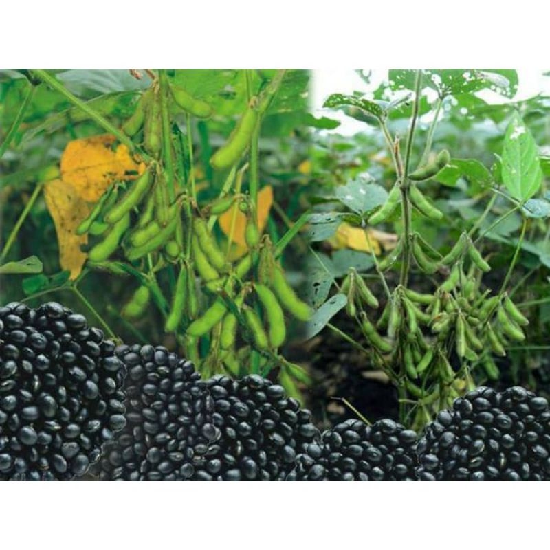 Jual 100 Benih Kedelai Hitam | Shopee Indonesia