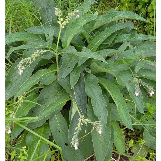 Jual Tanaman Obat Daun Komfrey / Kompri / Komring / Comfrey / Knitbone ...