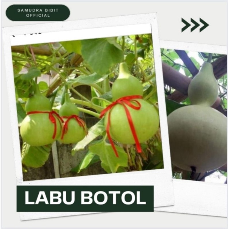 Jual 2 Benih Labu Botol Bibit Tanaman Sayuran Buah | Shopee Indonesia