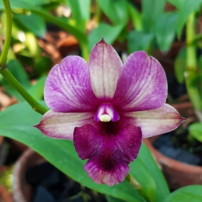 Jual Pohon Bunga Anggrek Dendrobium Dewasa Jade X Tongdaeng Siap Spike ...