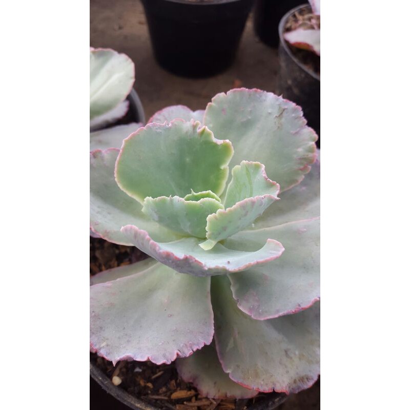 Jual chantly normal | Shopee Indonesia