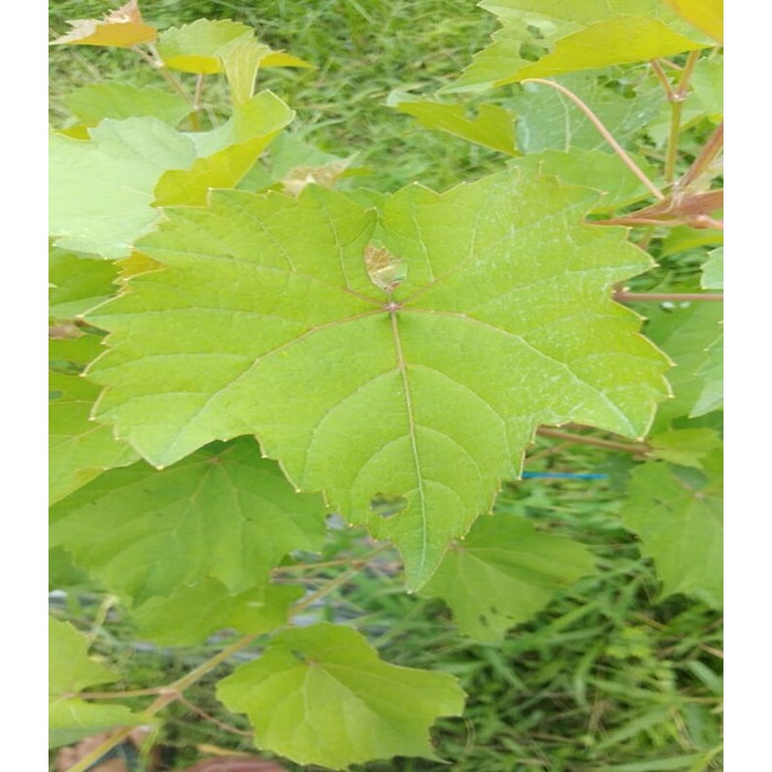 Jual Benih Anggur Rostock Jenis Freedom Unggulan | Shopee Indonesia