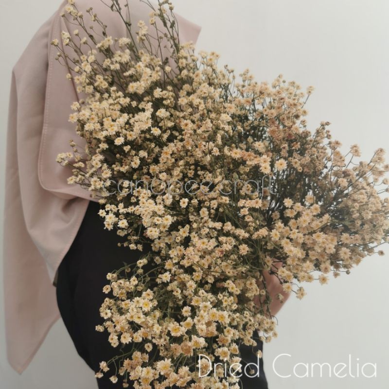 Jual Bunga Kering Dekorasi Camelia Dried Flower | Shopee Indonesia