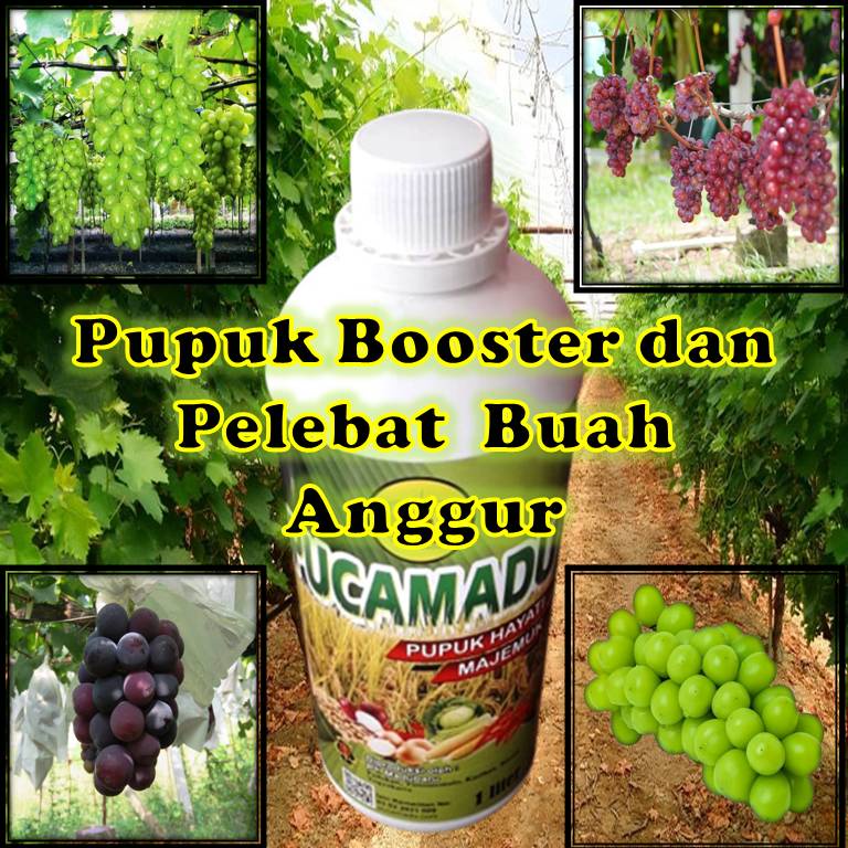 Jual PUPUK HAYATI PERANGSANG BUAH ANGGUR booster melebatkan cepat besar dan manis | Shopee Indonesia