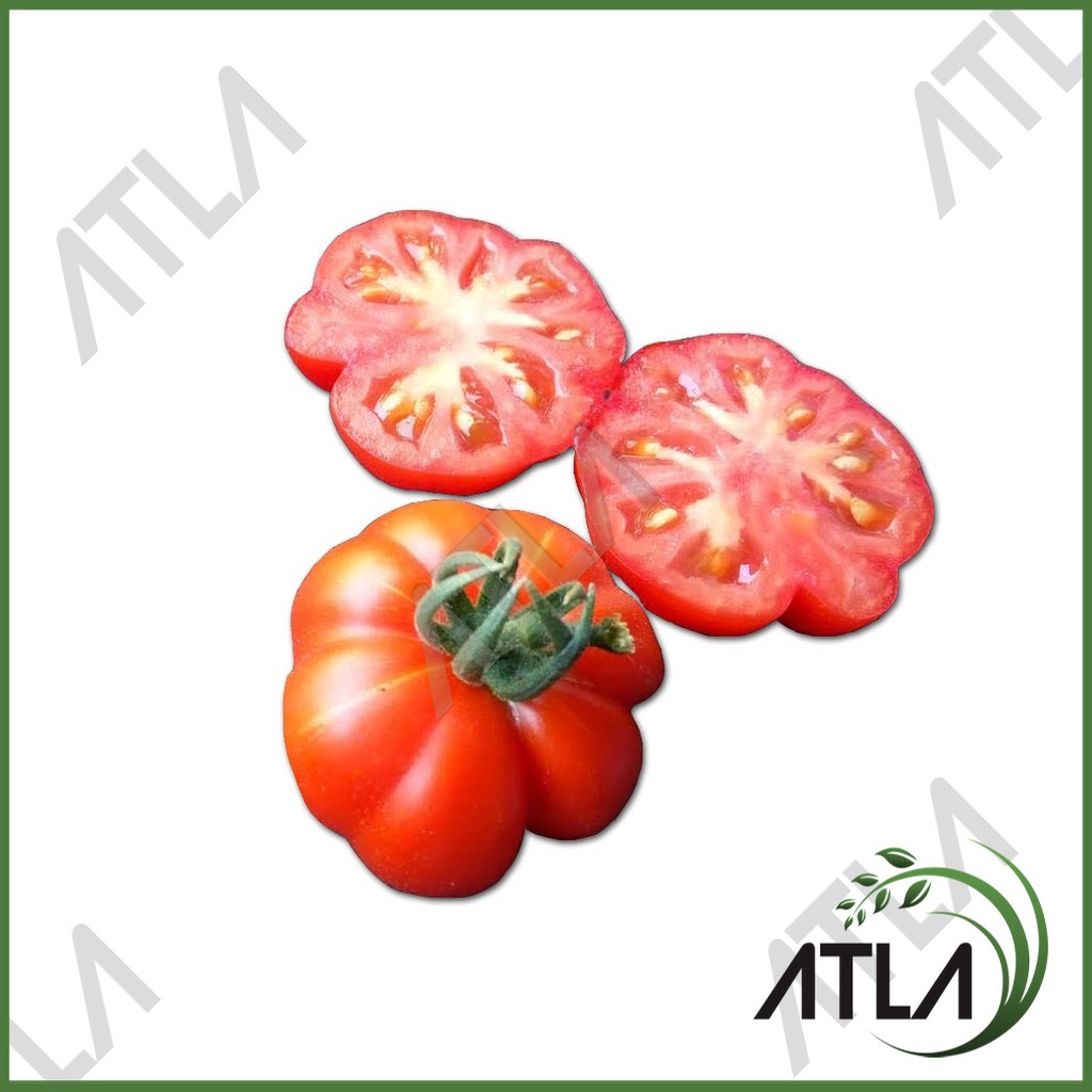 Jual Benih Tanaman Tomat Mawar Biji Tomato Rewako Bibit Sayur Buah ...