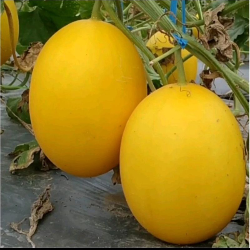 Jual BENIH BIJI BUAH TANAMAN MELON GOLDEN EMAS F1 MANIS 5 BIJI/BUAH ...