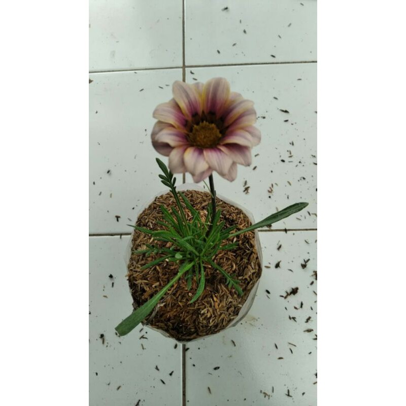 Jual gazania | Shopee Indonesia