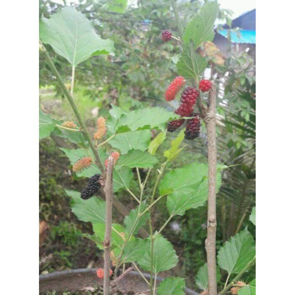 Jual 4 Bibit Buah Murbei Murbey Hasil Stek | Shopee Indonesia