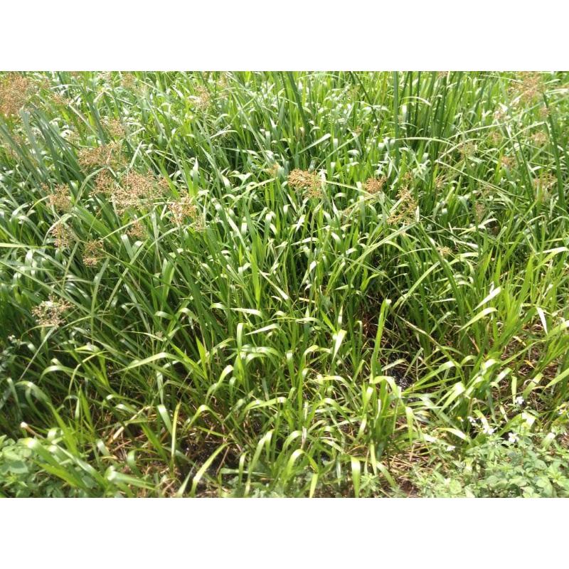 Jual Benih Rumput Rhodes | Shopee Indonesia