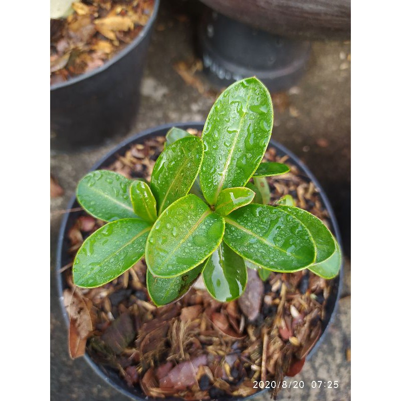 Jual Adenium hybrid ERAWAN (Socotranum x S1). | Shopee Indonesia