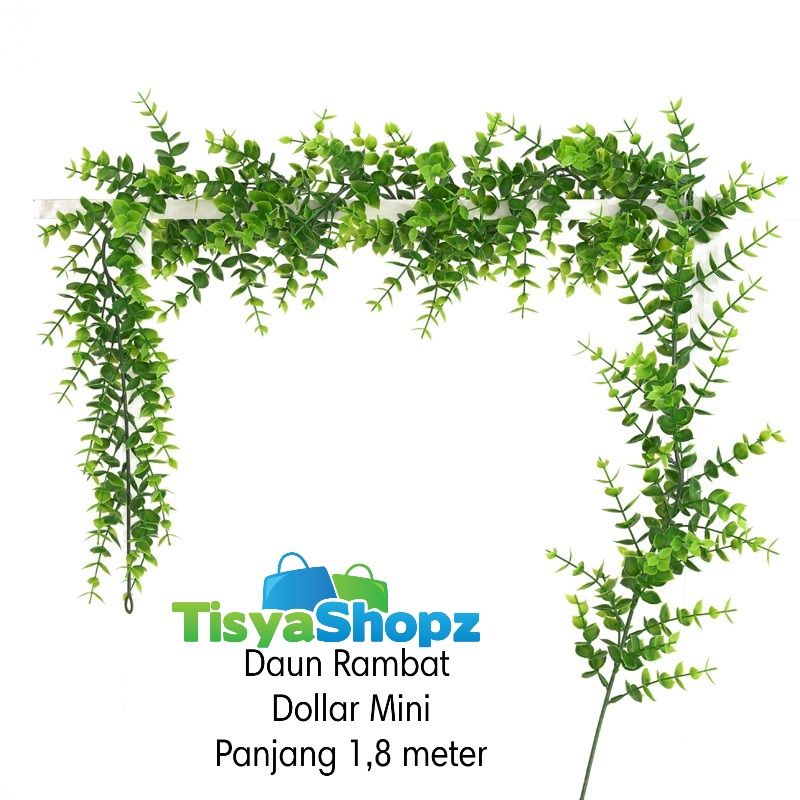 Jual Daun Rambat Dollar Mini / daun hias merambat | Shopee Indonesia