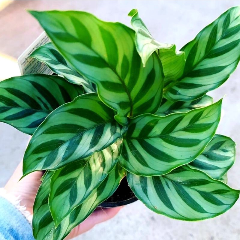 Jual Calathea Roseopicta Tanaman Calathea Tanaman Hias Indoor Bunga ...