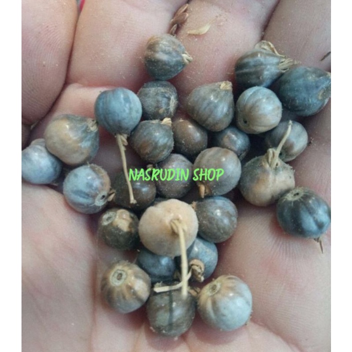 Jual BUAH HANJELI 60 BIJI | BIJI BUAH HANJELI BISA UNTUK BIBIT DAN ...