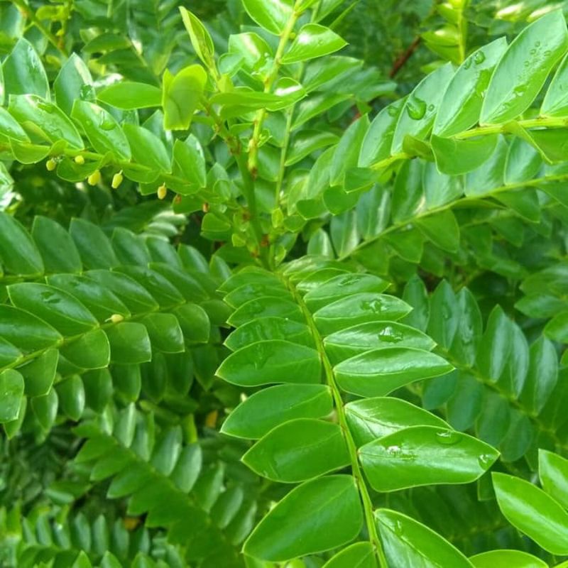 Jual seligi Harga Terbaik & Termurah Oktober 2023 | Shopee Indonesia