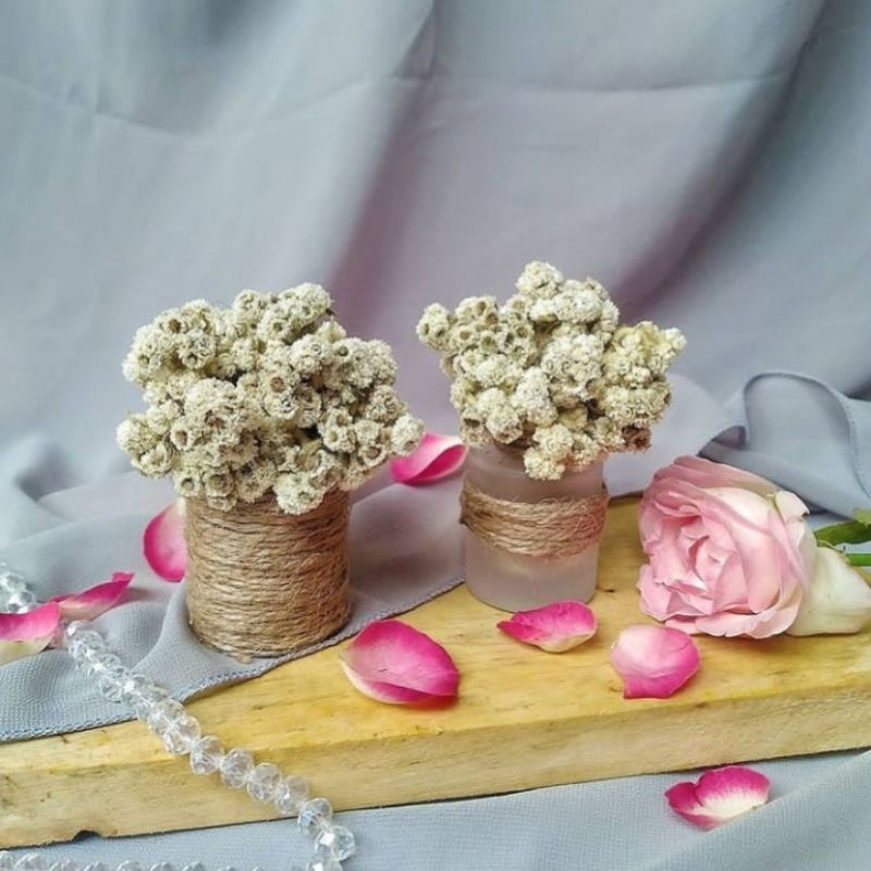 Jual Bunga edelweis dalam vas | Shopee Indonesia