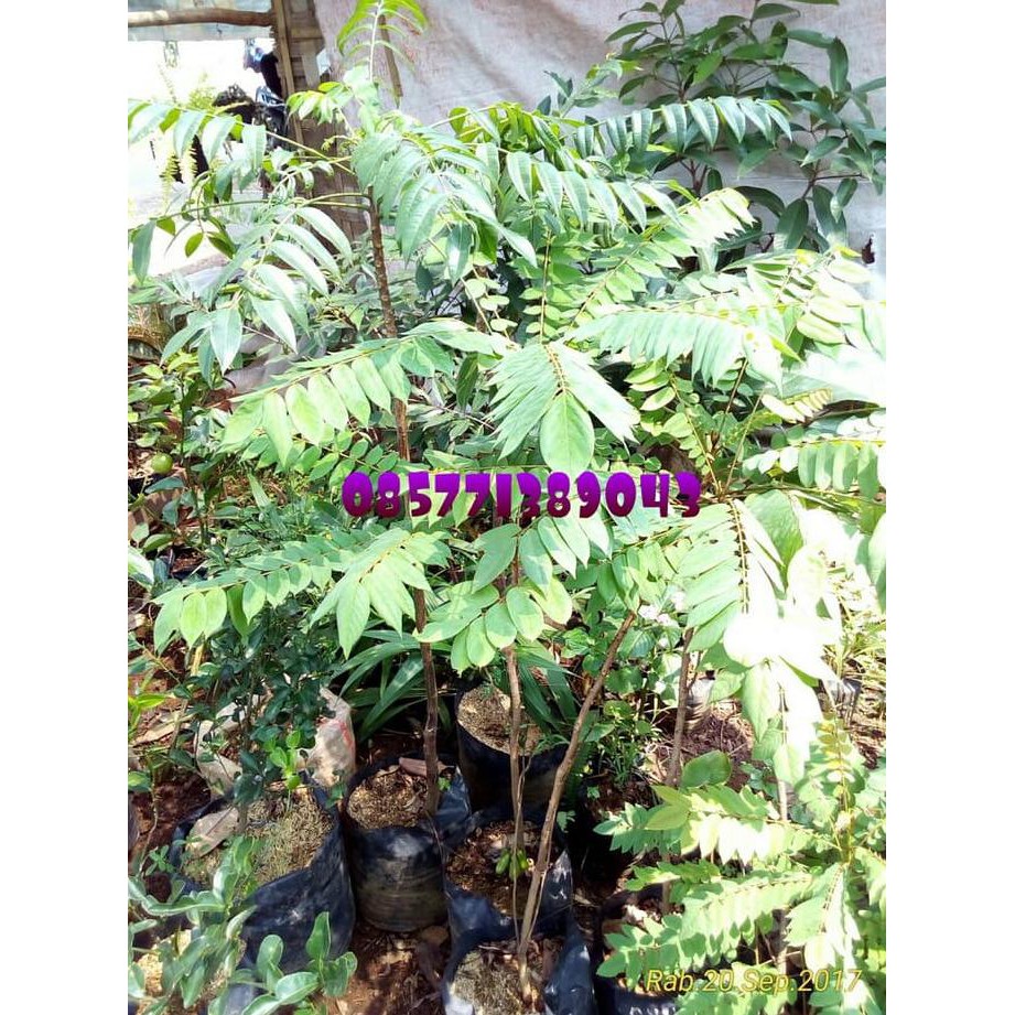 Jual Pohon Buah Belimbing Wuluh Tanaman Belimbing Besi Bln | Shopee ...