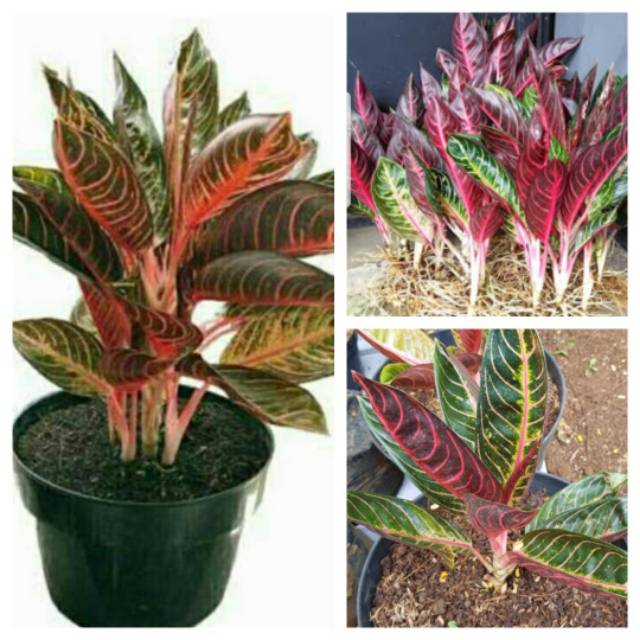 Jual Aglaonema red sumatra 1 buah tanaman aglonema red sumatera tanaman ...