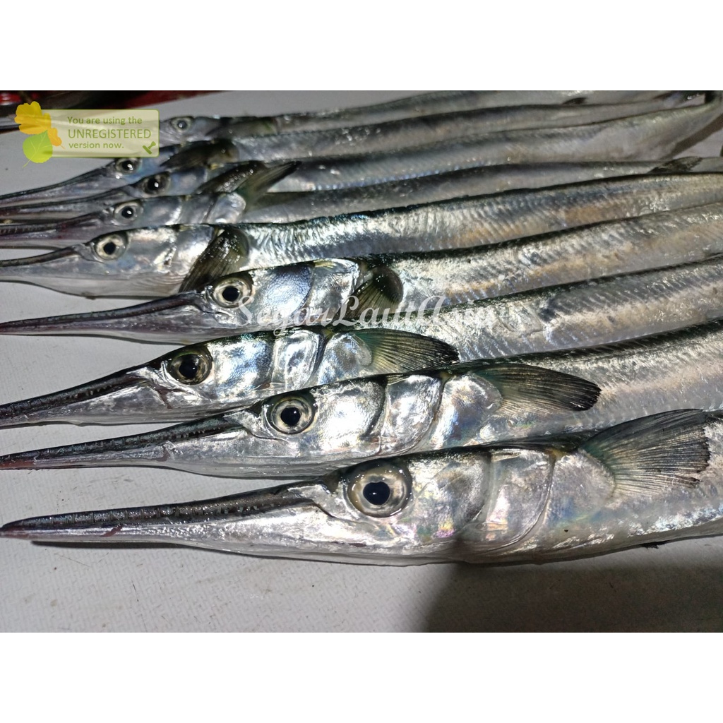 Jual Ikan Cendro Segar 1Kg Ikan Cendro Utuh Ikn Kacang | Shopee Indonesia