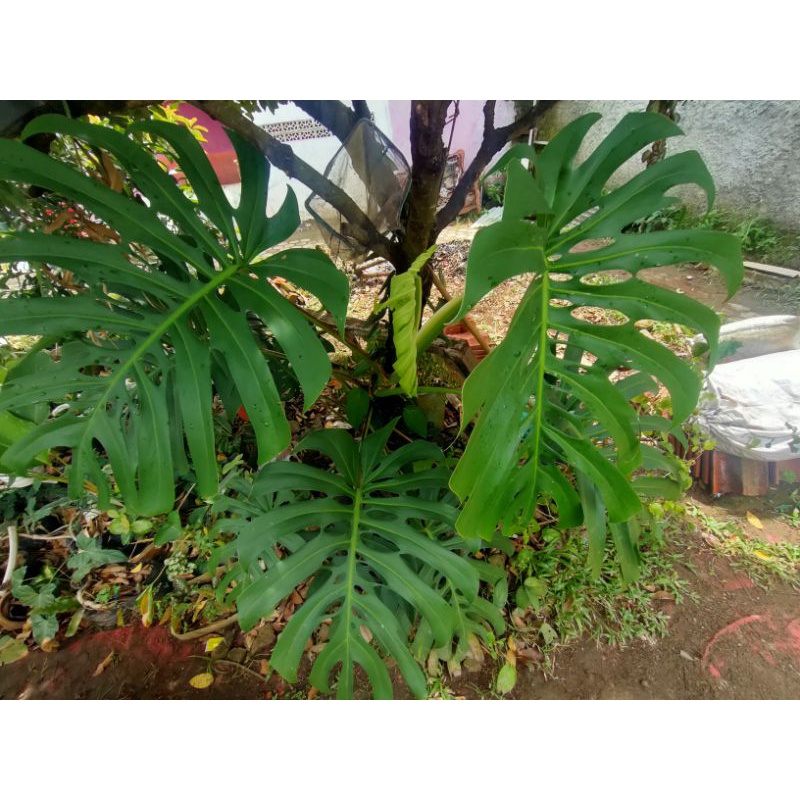 Jual tanaman hias monstera Brazilian form / monstera Brazilian ...