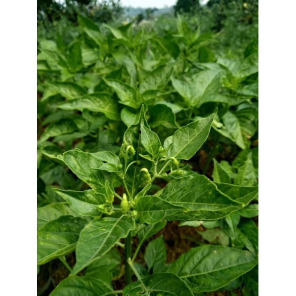 Jual Cabe Rawit Domba | Cengek Domba BELI 5 GRATIS 1 | Shopee Indonesia
