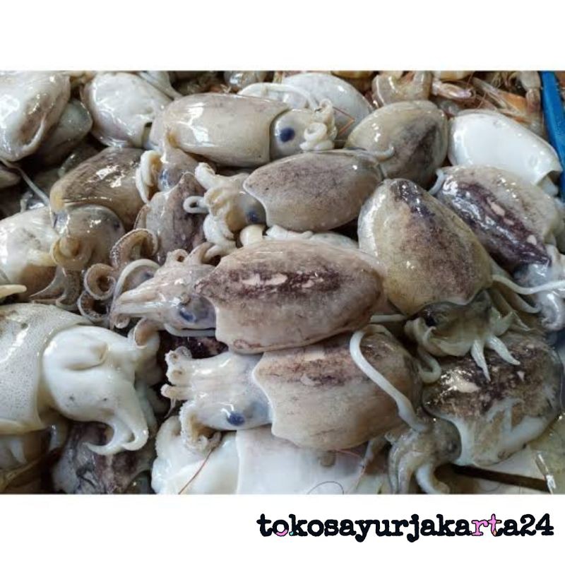 Jual Cumi Sotong Segar - 250gr Fresh | Shopee Indonesia