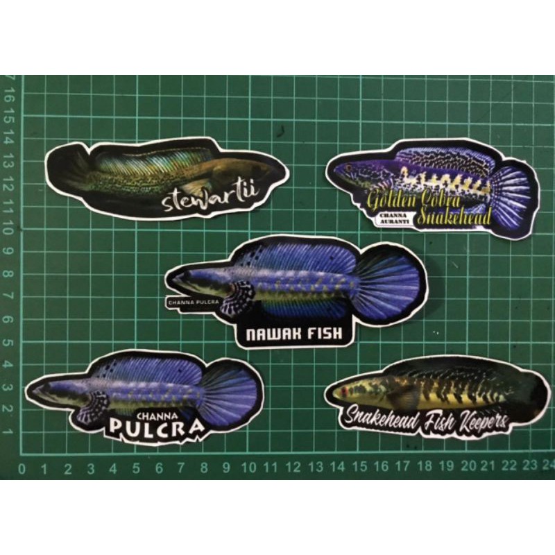 Jual STIKER AQUARIUM IKAN PREDATOR / IKAN CHANA | Shopee Indonesia