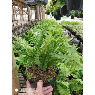 Jual Tanaman Pakis Boston Terlengkap & Harga Terbaru Desember 2025 ...