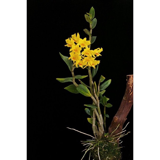 Jual Tanaman hias anggrek dendrobium bunga yellow lowii / anggrek ...