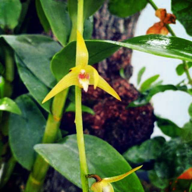 Jual Anggrek Eria Javanica | Shopee Indonesia