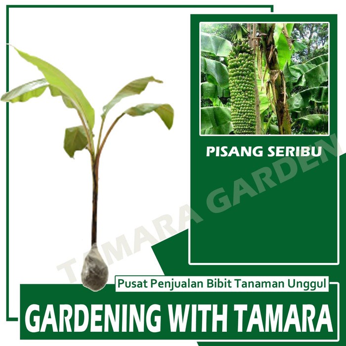 Jual THE BEST 008 Bibit Tanaman Buah Pisang Seribu (bisa cod) FUULL ...