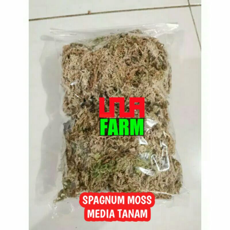 Jual spagnum moss, moss putih, lumut hutan kering media tanam | Shopee ...