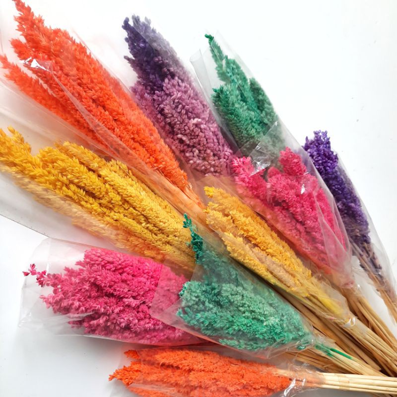 Jual BUNGA CANTEL KERING WARNA - DRIED FLOWER - BUNGA KERING | Shopee ...