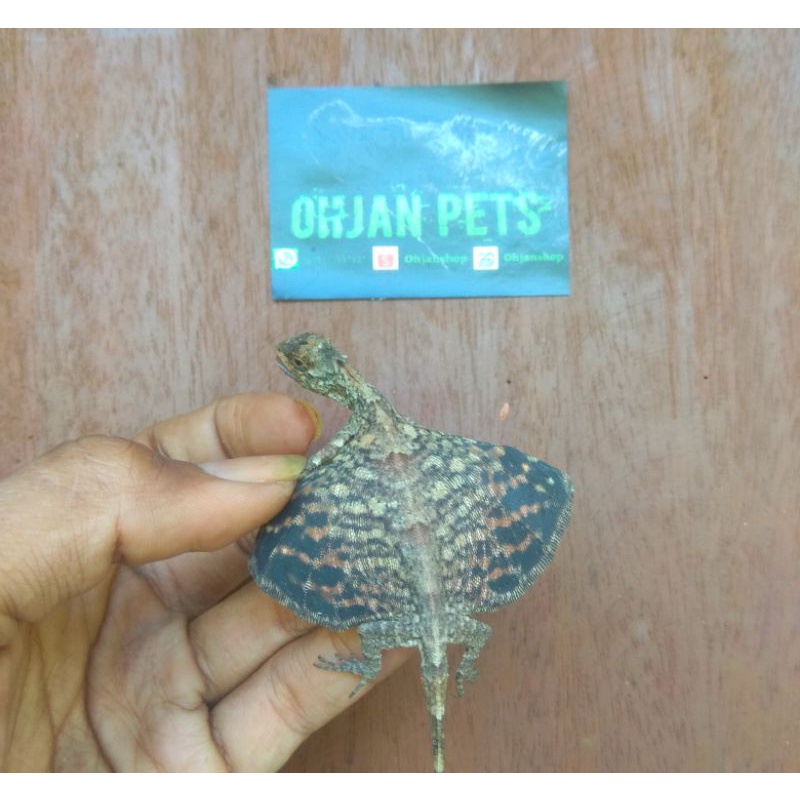 Jual Draco volans / cicak terbang / hap hap / cikiber | Shopee Indonesia