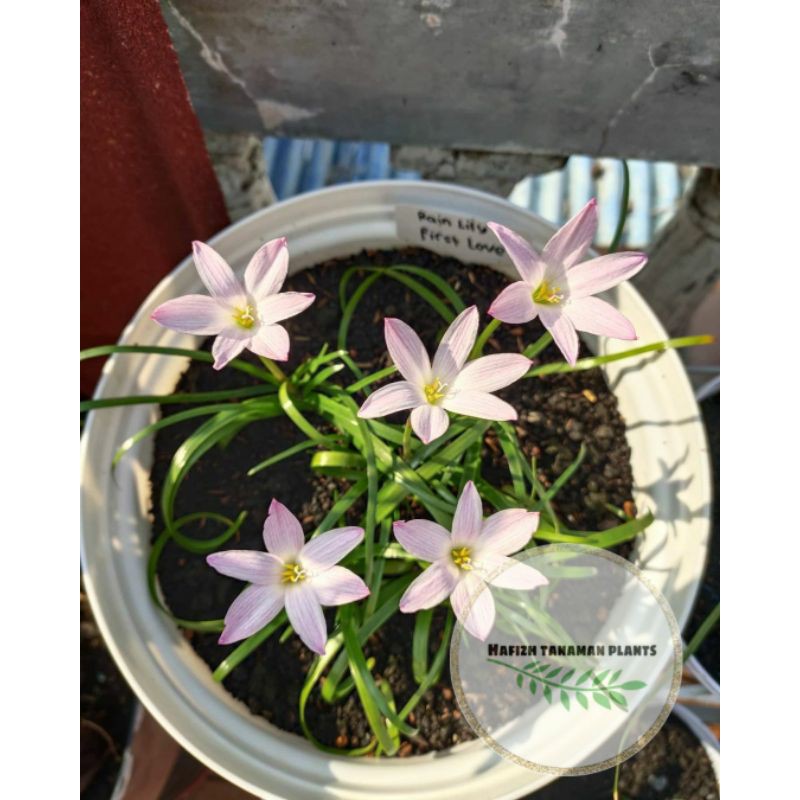 Jual tanaman hias kucai tulip bunga putih - tanaman hidup kucai tulip Tanaman Hidup-,Bunga Hidup ...