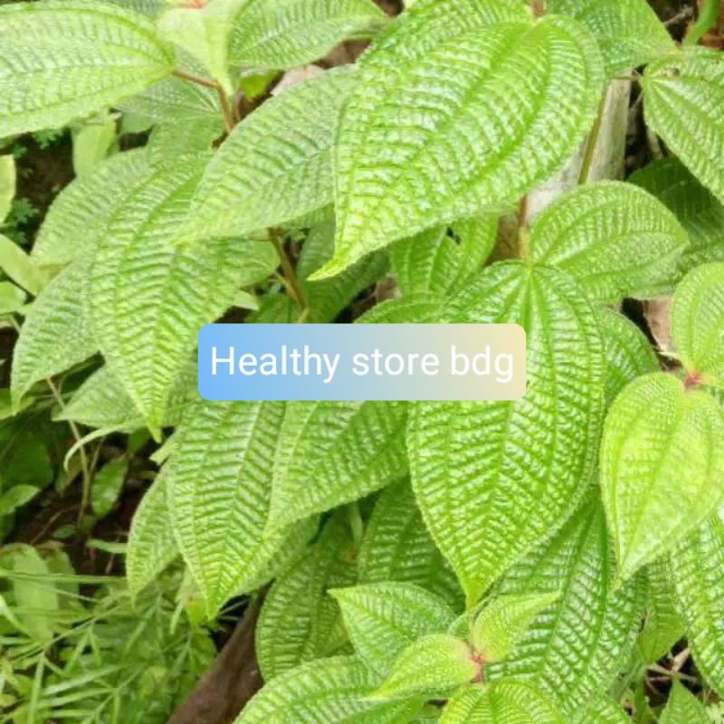 Jual Daun Senggani Senduduk Atau Harendong 250 Gram | Shopee Indonesia