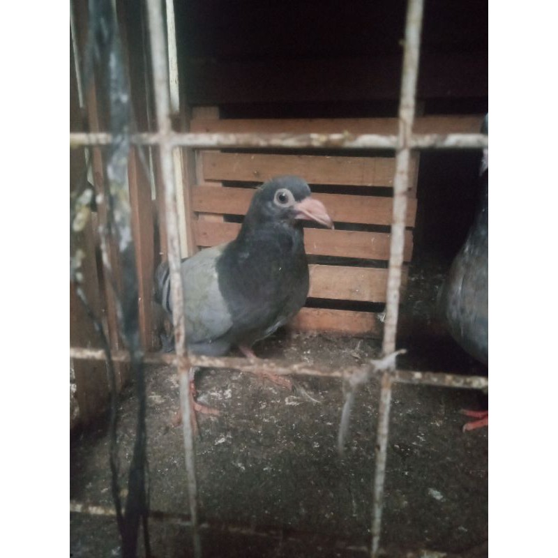 Jual anak merpati pos | Shopee Indonesia