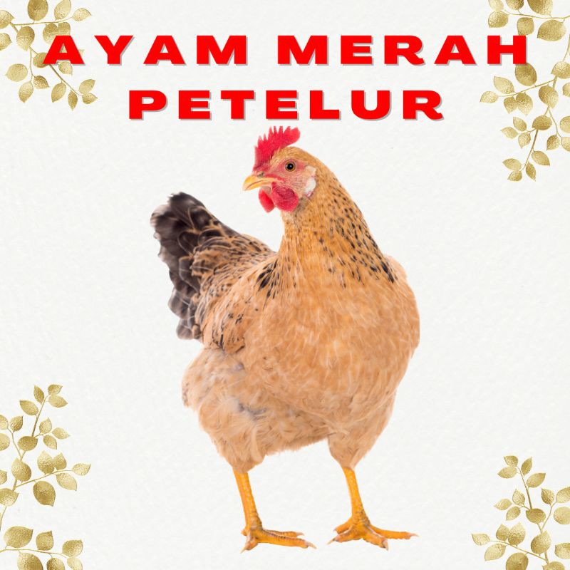 Jual AYAM MERAH PETELUR JUMBO SEGAR | Shopee Indonesia