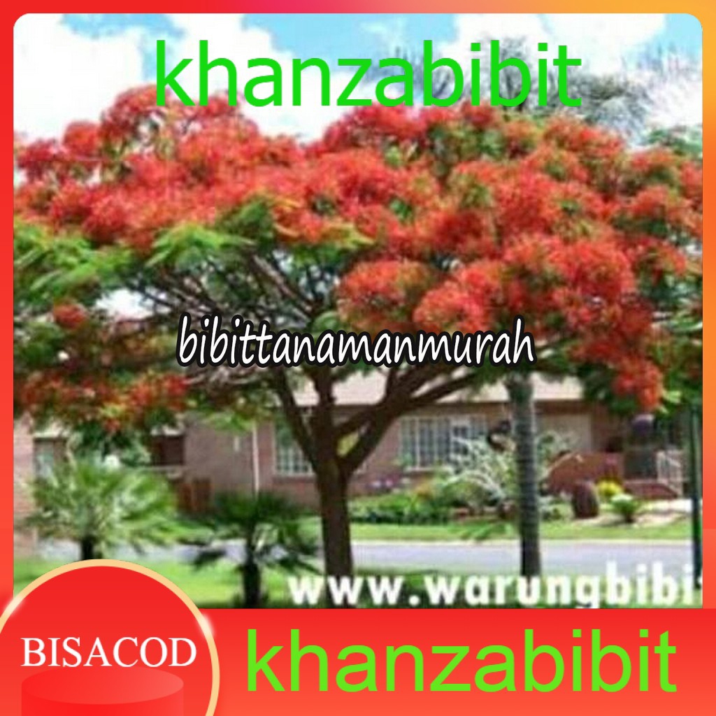 Jual Bibit bunga flamboyan (KHANZA) | Shopee Indonesia