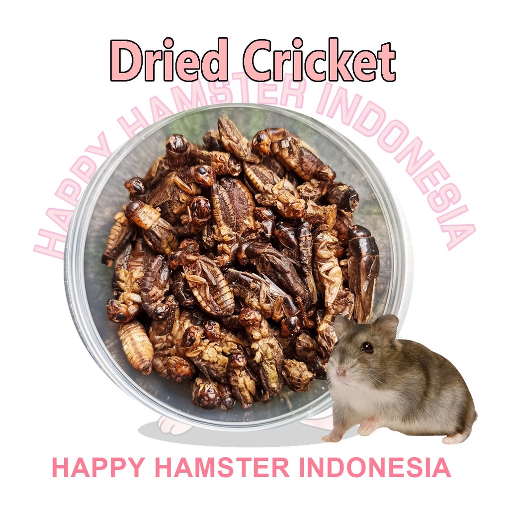 Jual JANGKRIK KERING MAKANAN HAMSTER BURUNG GERBIL RATS LANDAK MINI ...