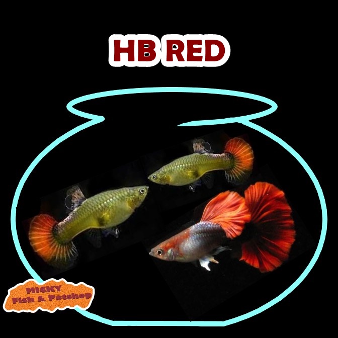 Jual TRIO HB Red Indukan Guppy Grade 1 Jantan 2 Betina | Shopee Indonesia