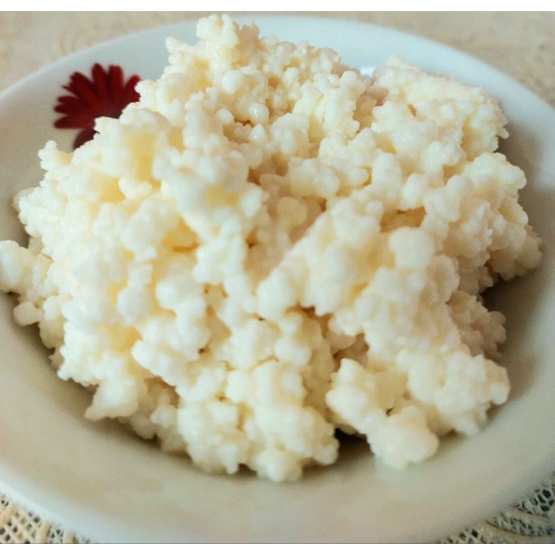 Jual Bibit Kefir Asli | Shopee Indonesia