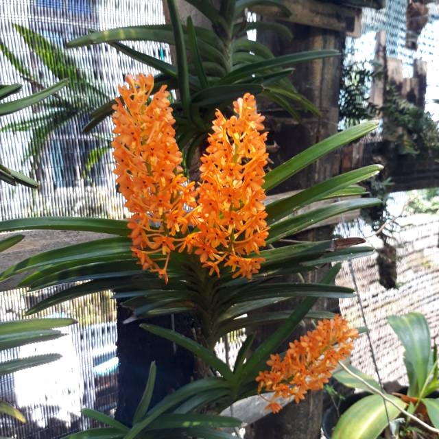 Jual Anggrek Vanda Asco mini / Vanda mini | Shopee Indonesia