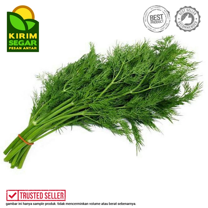 Jual Daun Dill / Dill Daun / Daun Dill Segar / Dill Fresh / Perikat ...